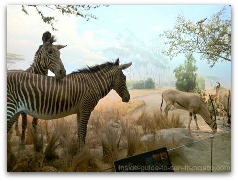 The California Academy of Sciences: a Local's Tips.