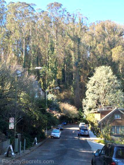 Mount Sutro: the wild woods in the middle of San Francisco.