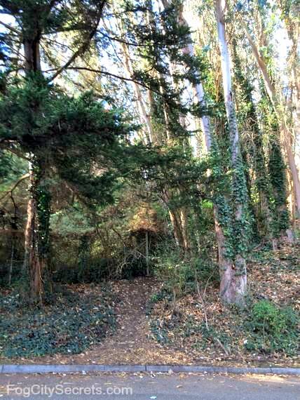 Mount Sutro: the wild woods in the middle of San Francisco.