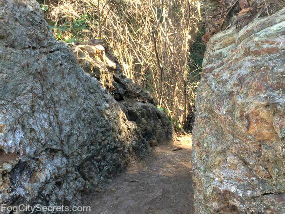 Mount Sutro: the wild woods in the middle of San Francisco.