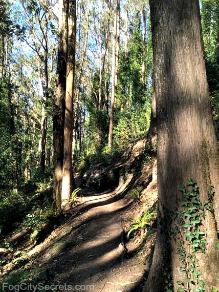Mount Sutro: the wild woods in the middle of San Francisco.
