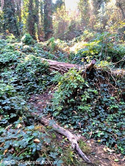 Mount Sutro: the wild woods in the middle of San Francisco.