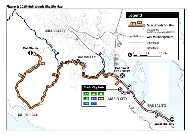 Muir Woods National Park: the ancient redwood forest near SF